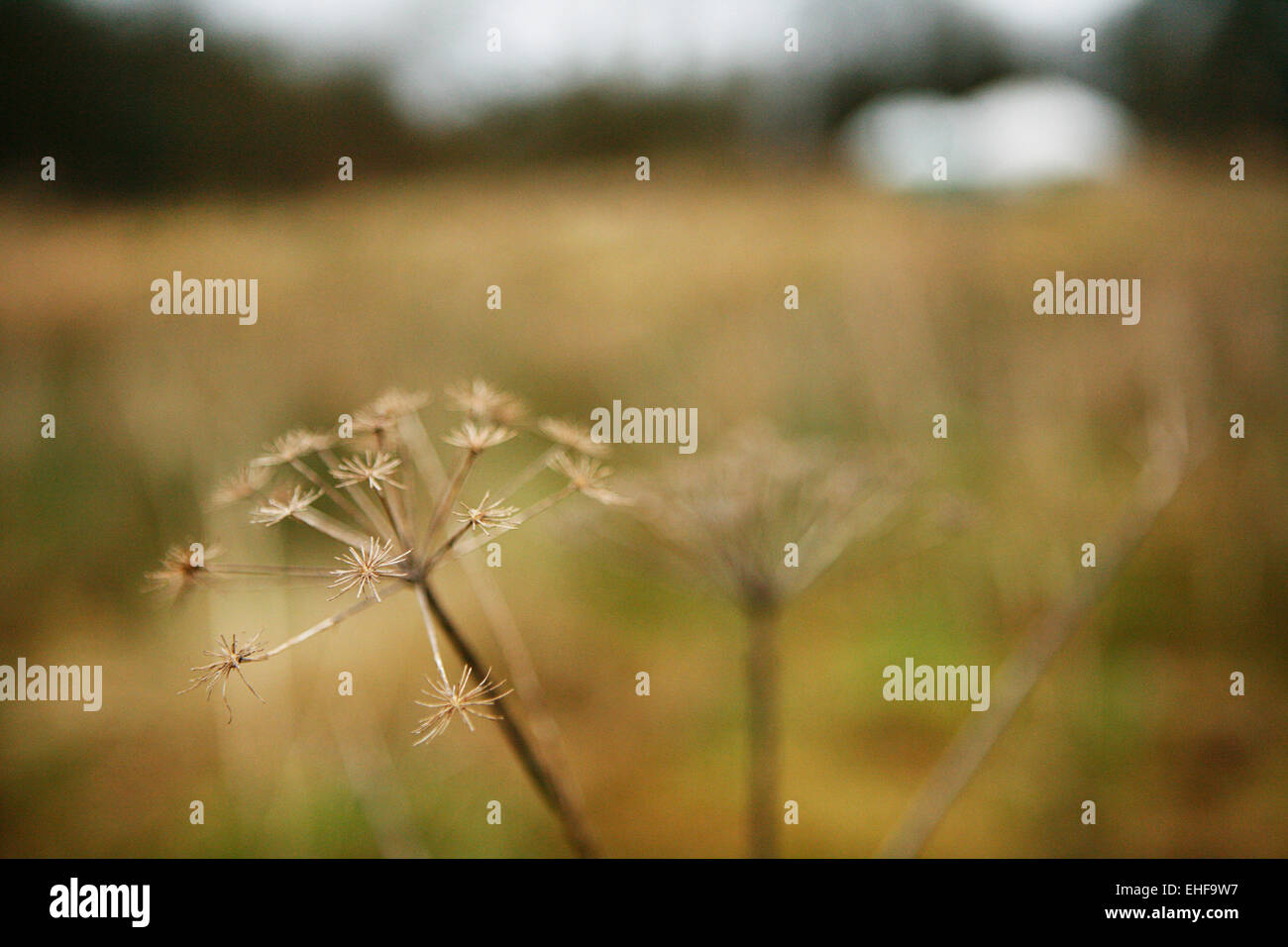 Yurts at Tipi Valley an eco community near Talley in Wales Stock Photo ...