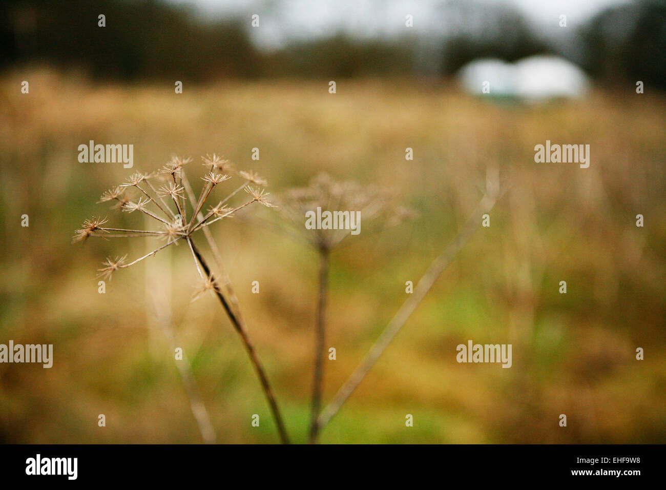 Tipi valley wales hi-res stock photography and images - Alamy