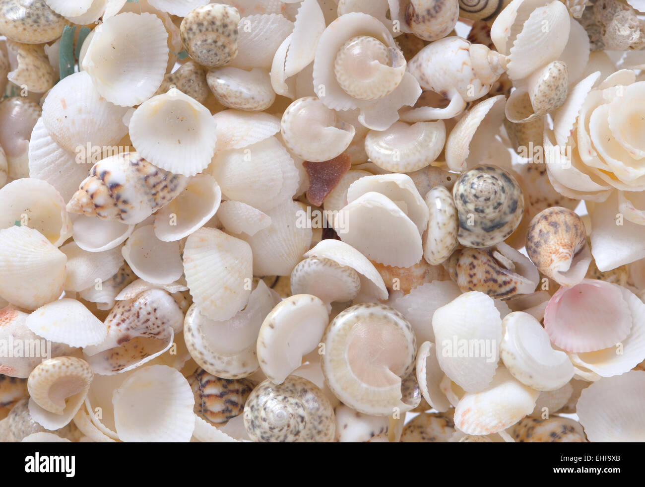 Many simple small shells hi-res stock photography and images - Alamy