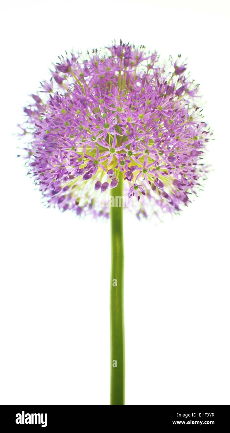 Alium hi-res stock photography and images - Alamy