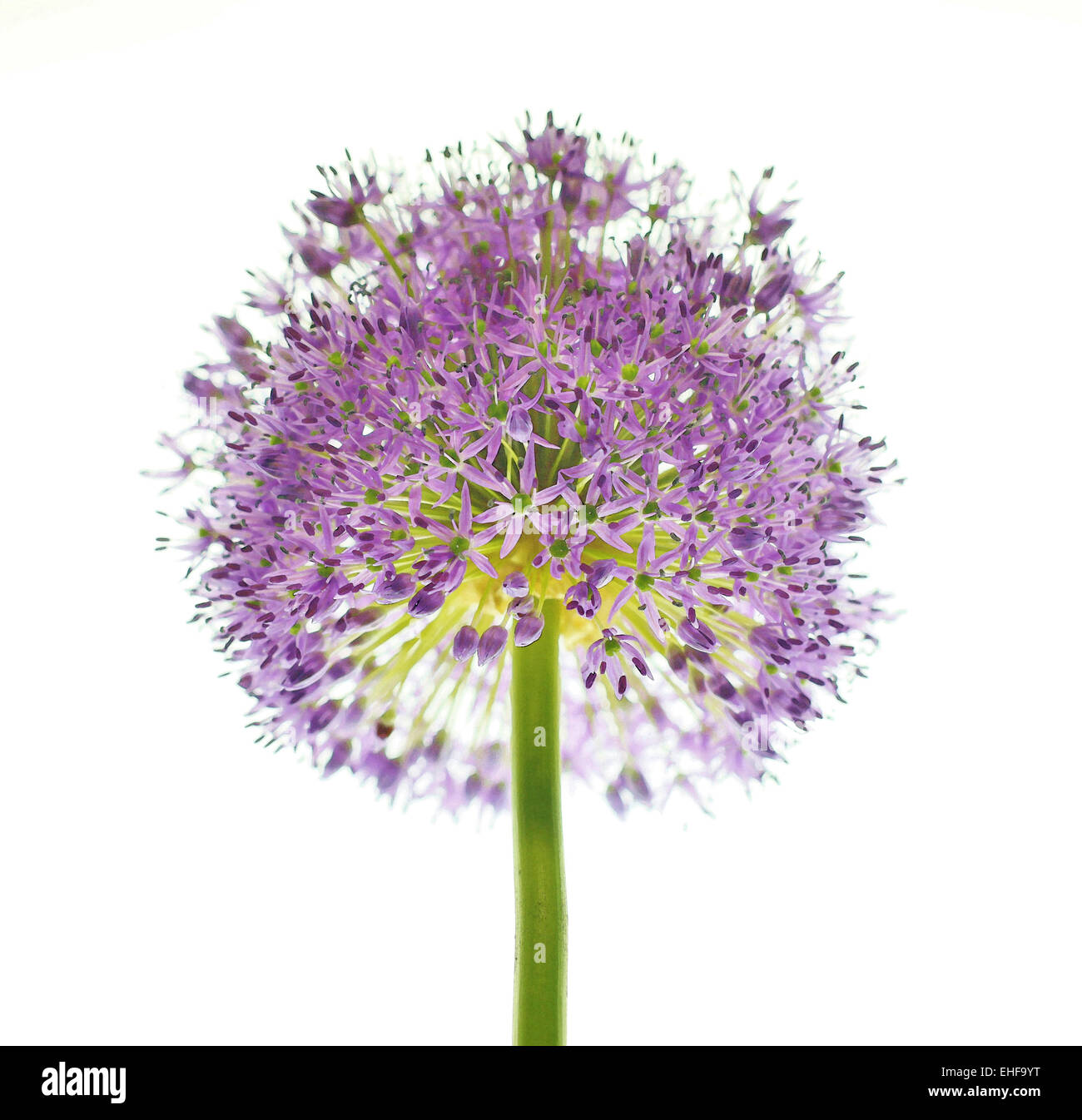 Alium hi-res stock photography and images - Alamy