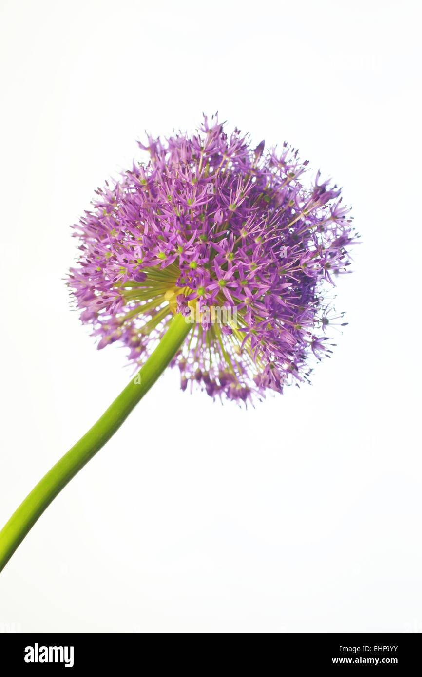 Alium hi-res stock photography and images - Alamy