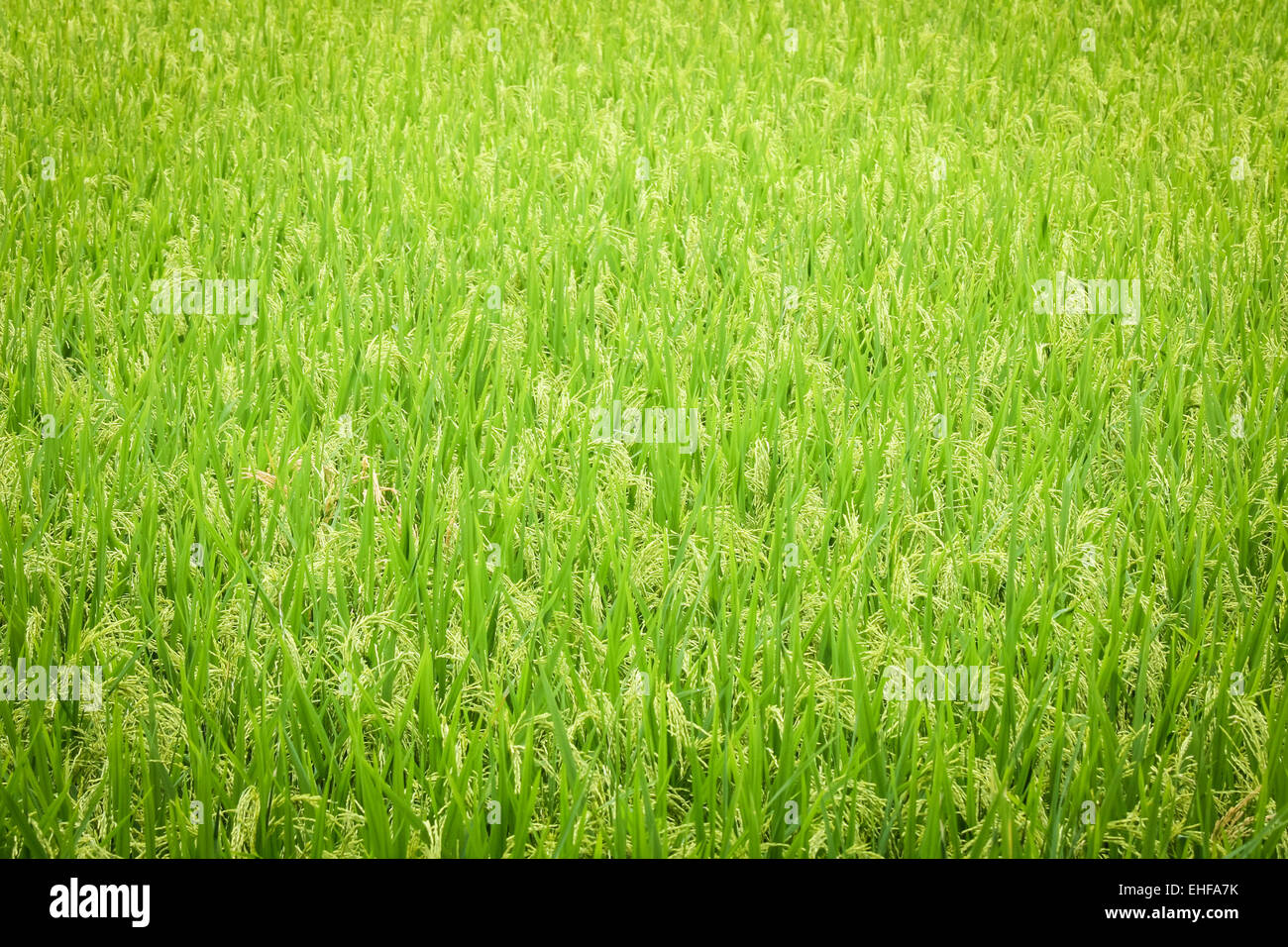Fresh rice field background Stock Photo - Alamy