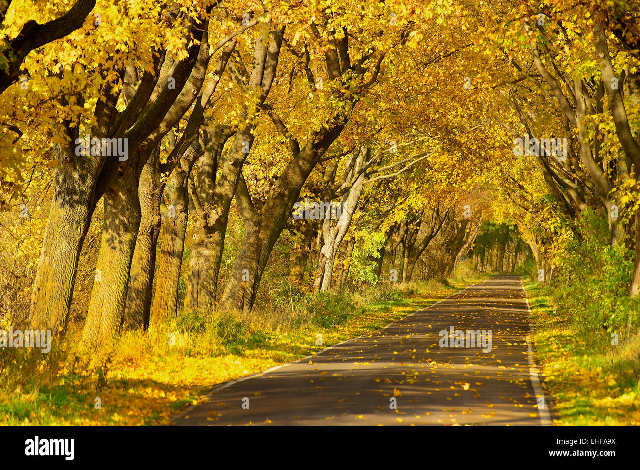 Golden allee in Germany Stock Photo - Alamy
