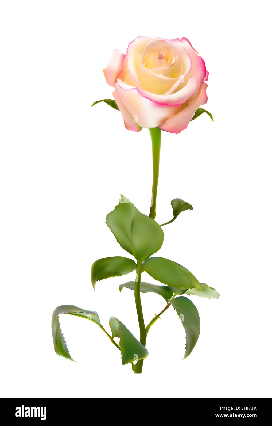 Realistic Rose High Quality Vector Illustration Stock Photo - Alamy