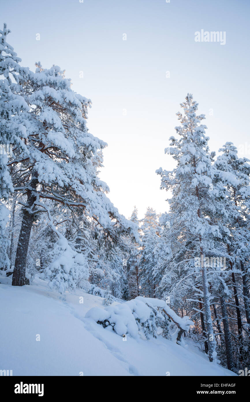 Snowy forest at winter Stock Photo - Alamy