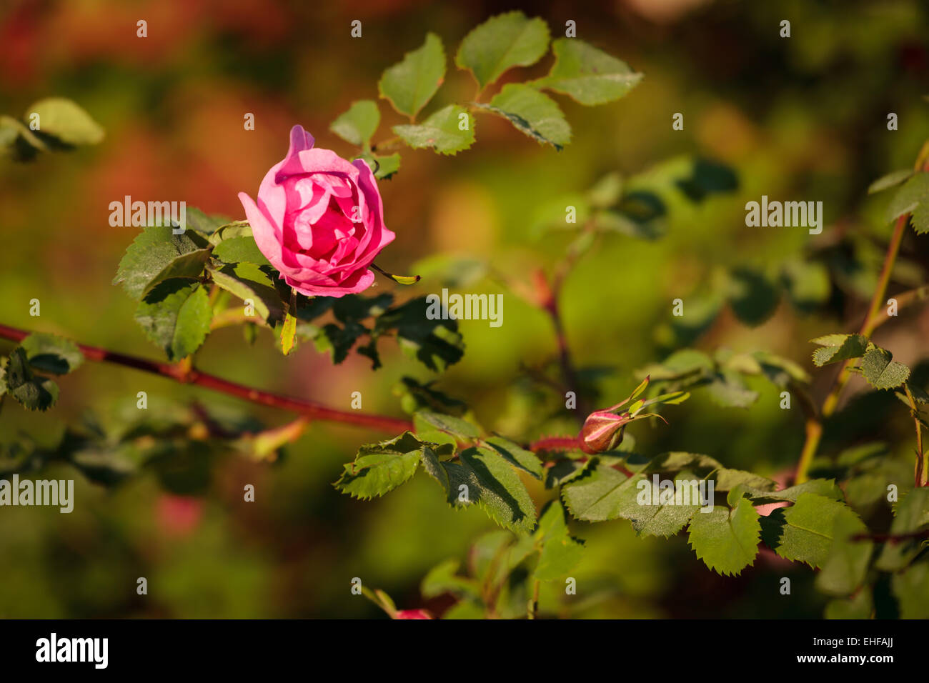 Rose beauty hi-res stock photography and images - Alamy