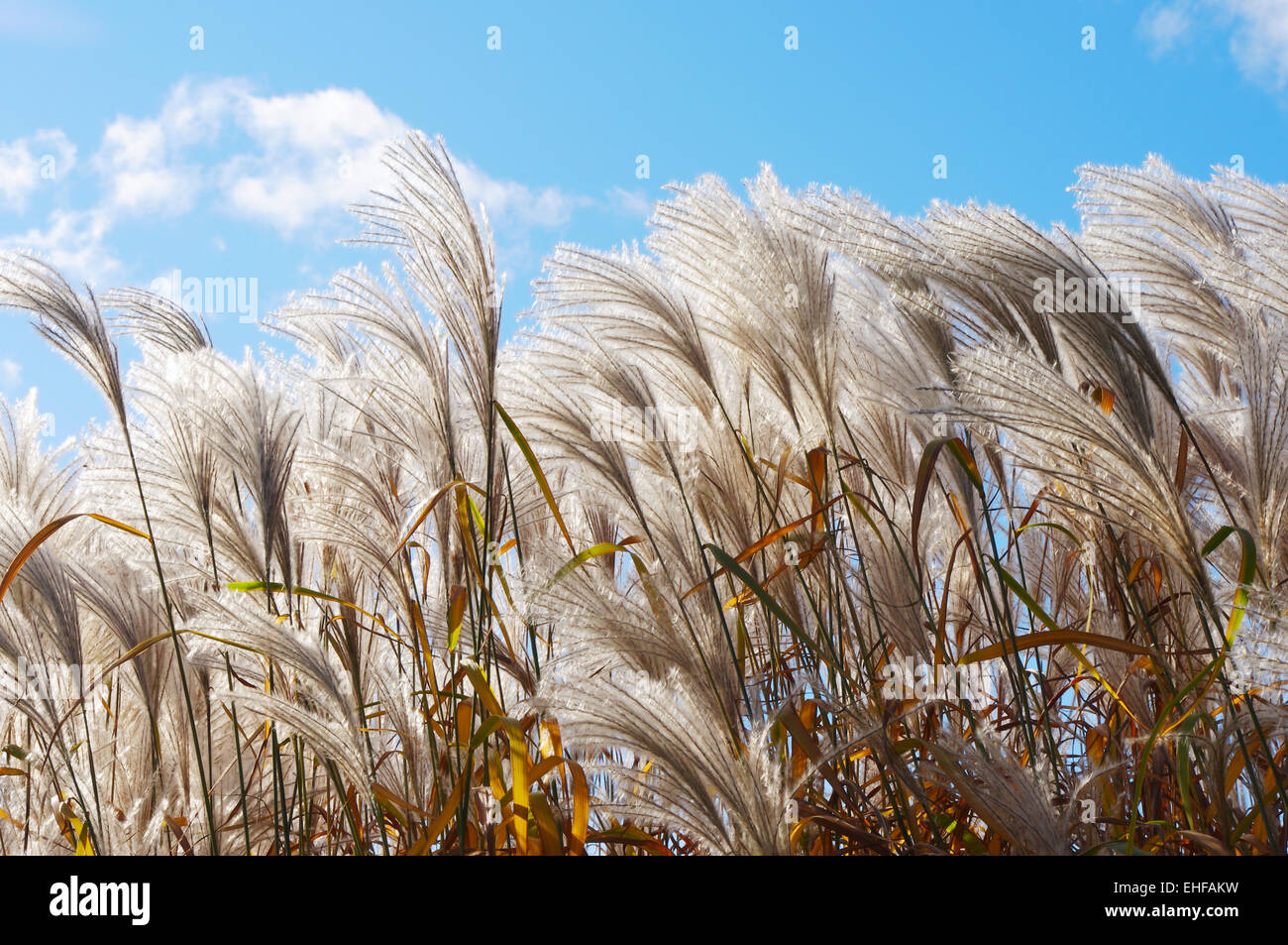 stalks of cane Stock Photo - Alamy