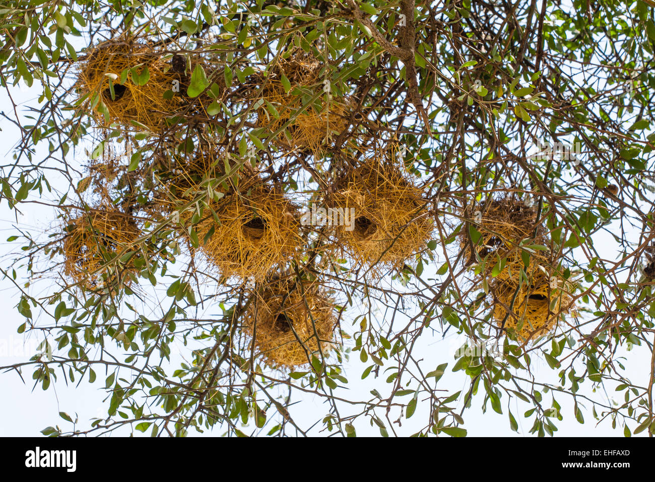 With Weaver Nests High Resolution Stock Photography and Images - Alamy