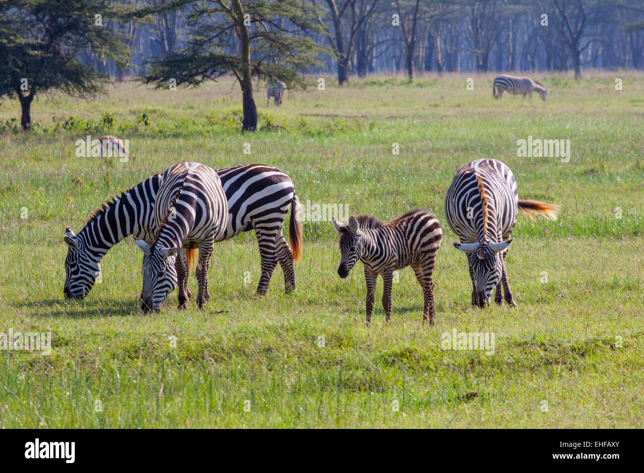 Zebra Mare And Foal High Resolution Stock Photography and Images - Alamy