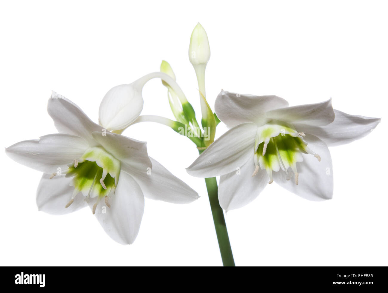 Amarilis hi-res stock photography and images - Alamy