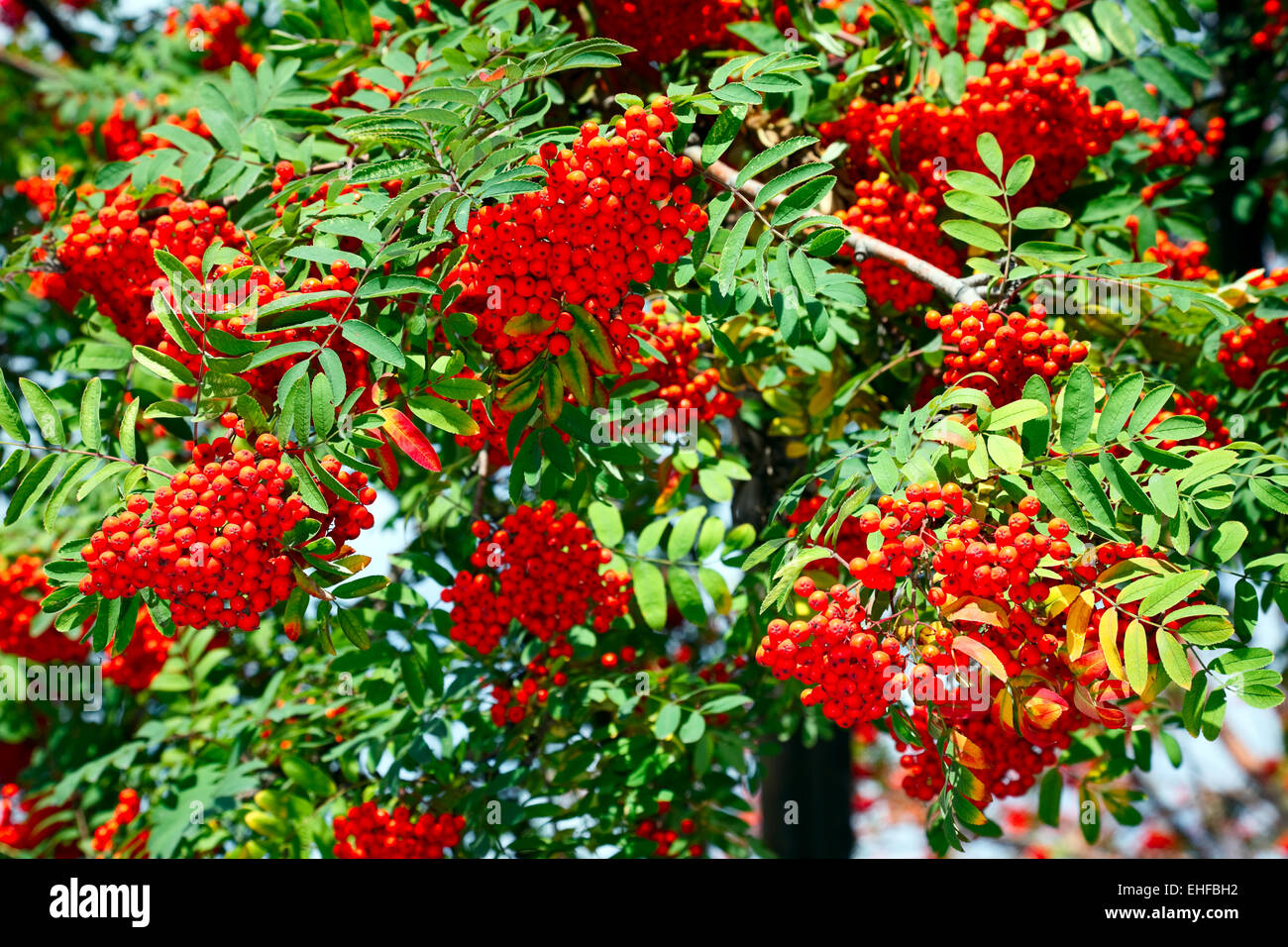 Ashberry hi-res stock photography and images - Alamy