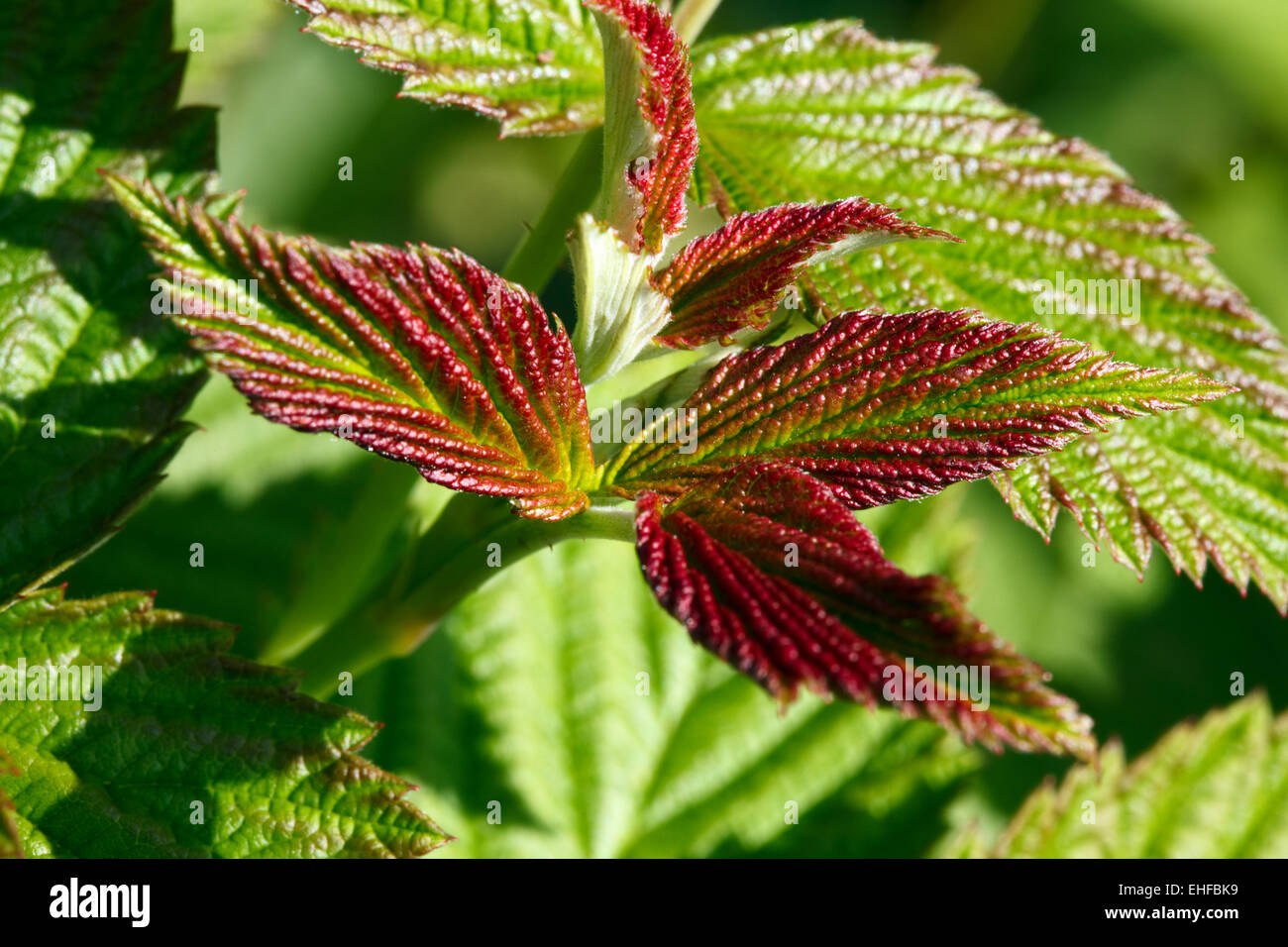 The leaves of raspberry Stock Photo - Alamy