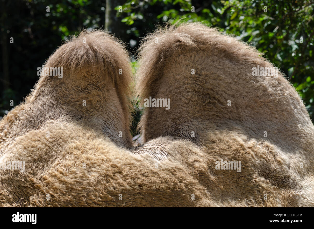 Details of the humps of a camel Stock Photo - Alamy