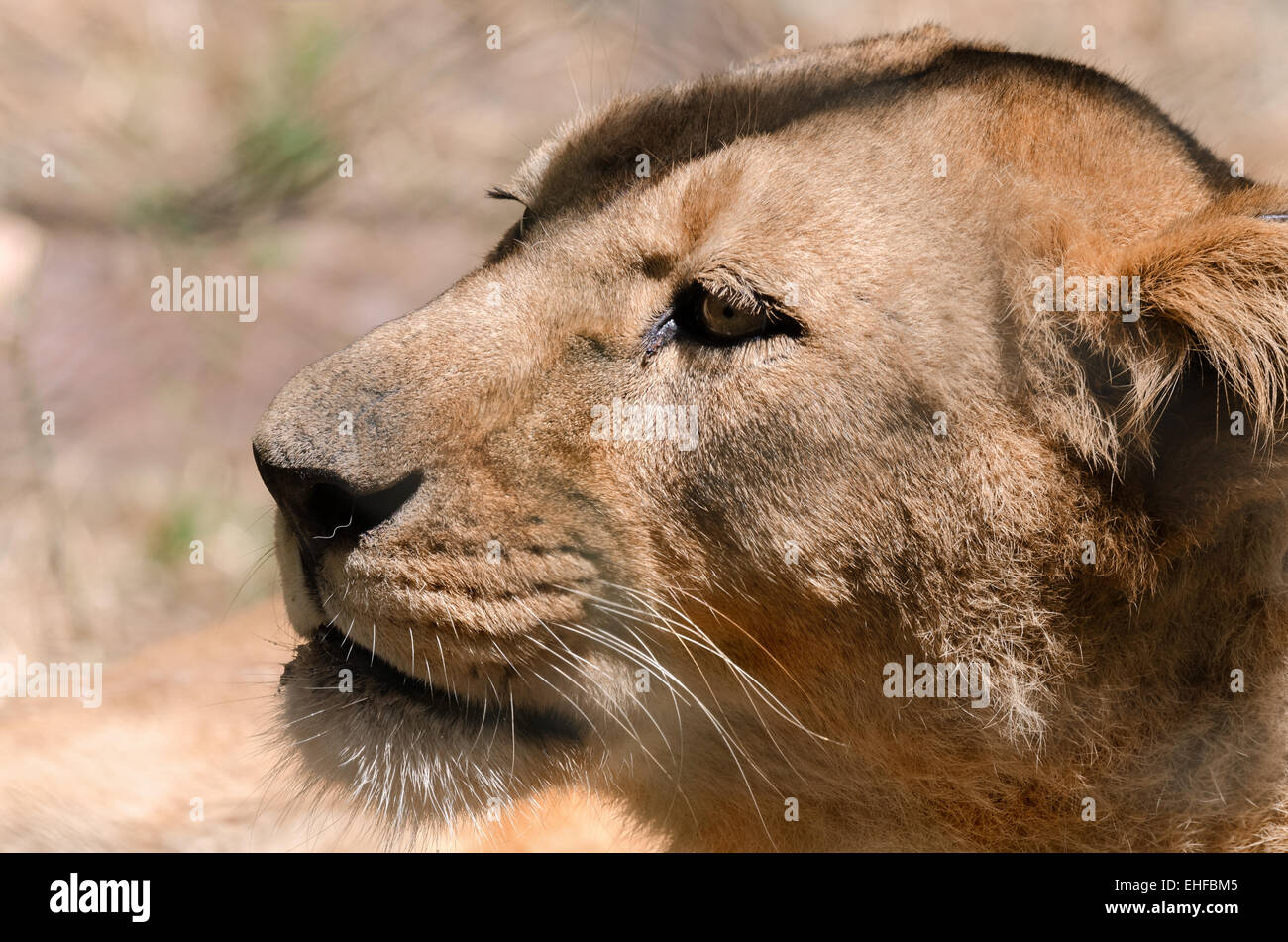 close up of a lion in Brazil Stock Photo - Alamy