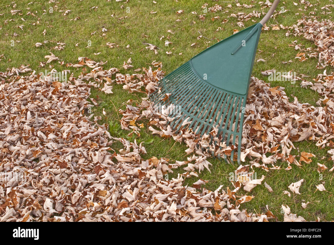 Rake, fall gardening work Stock Photo - Alamy