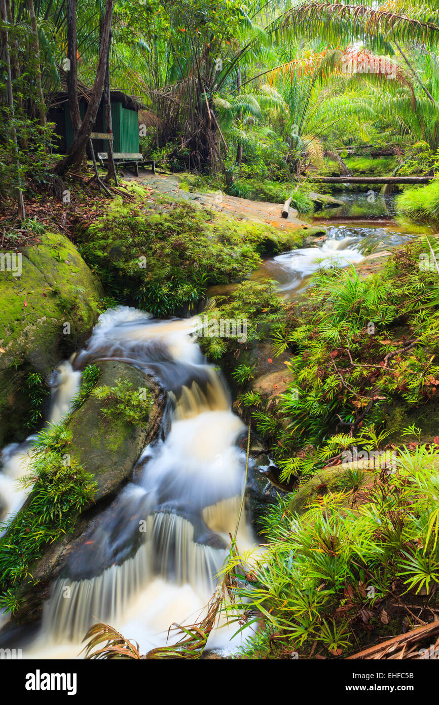 Small waterfall in jungle Stock Photo - Alamy