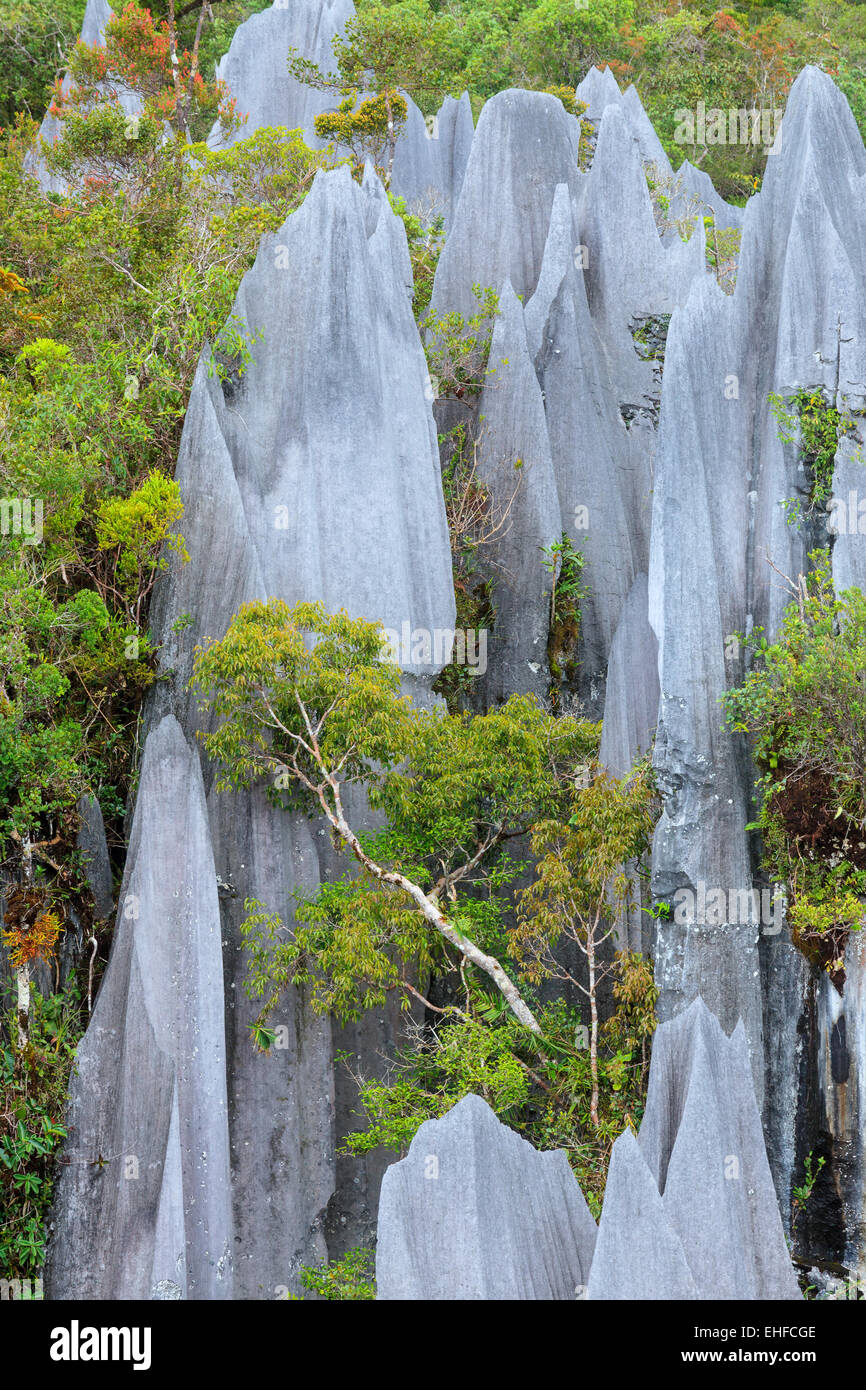 Limestone pinnacles at gunung mulu national park Stock Photo - Alamy
