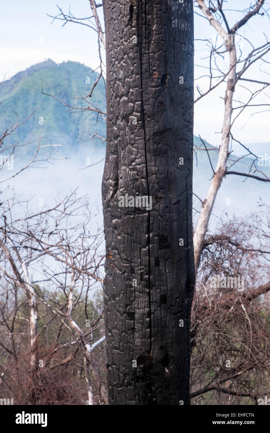 Blackened tree trunk hi-res stock photography and images - Alamy