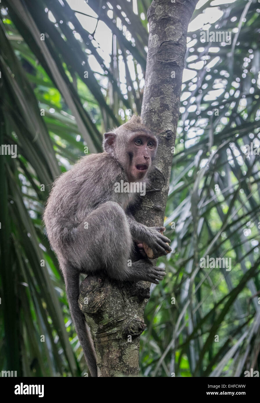 Long-tailed Macaque climbing a tree, Monkey Forest, Ubud, Bali Stock ...
