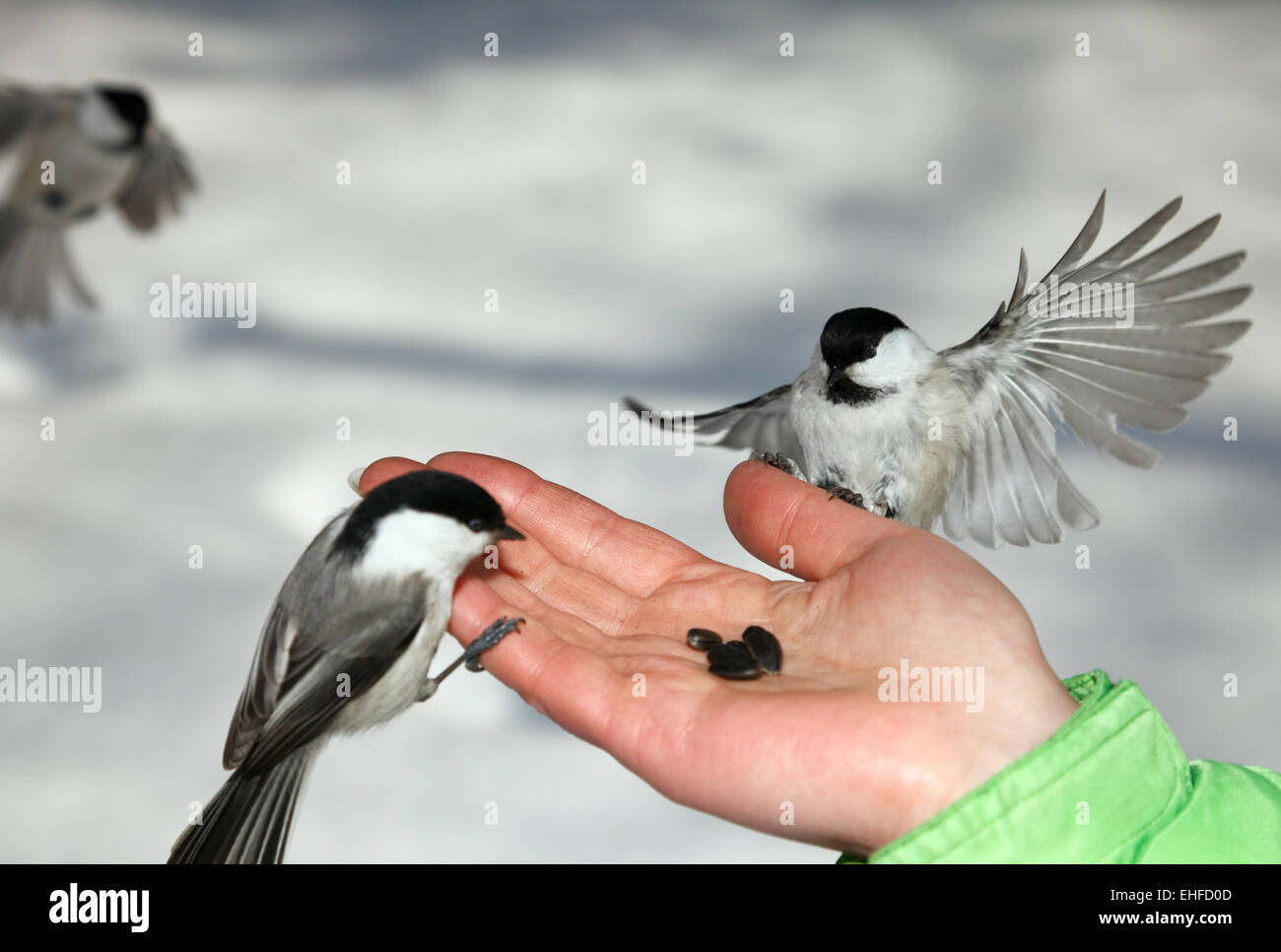 Attack group hi-res stock photography and images - Alamy