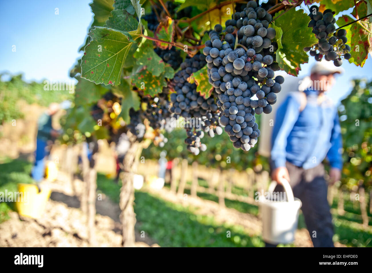 Working in the Vineyard Stock Photo - Alamy