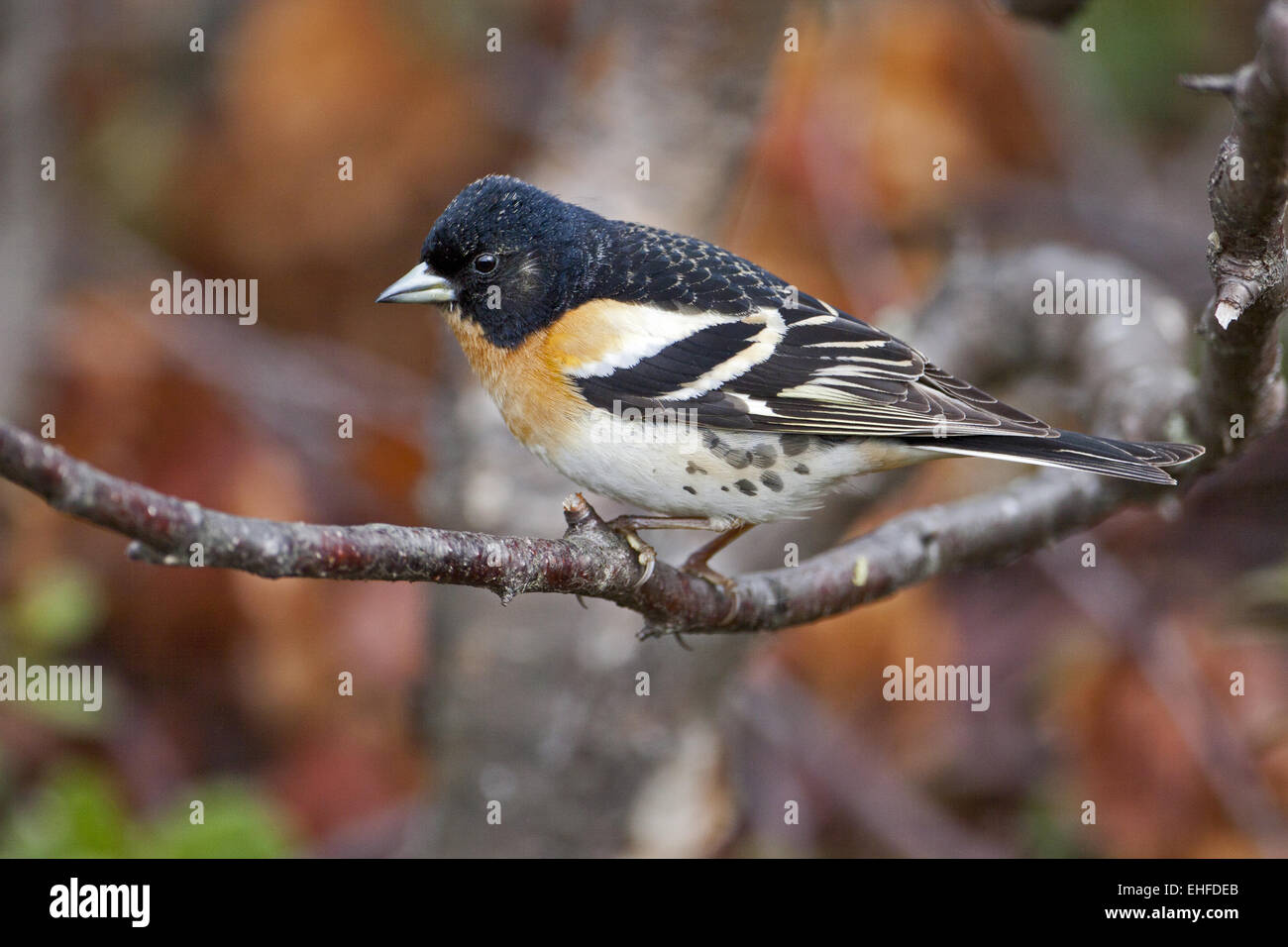 Fringilla hi-res stock photography and images - Alamy