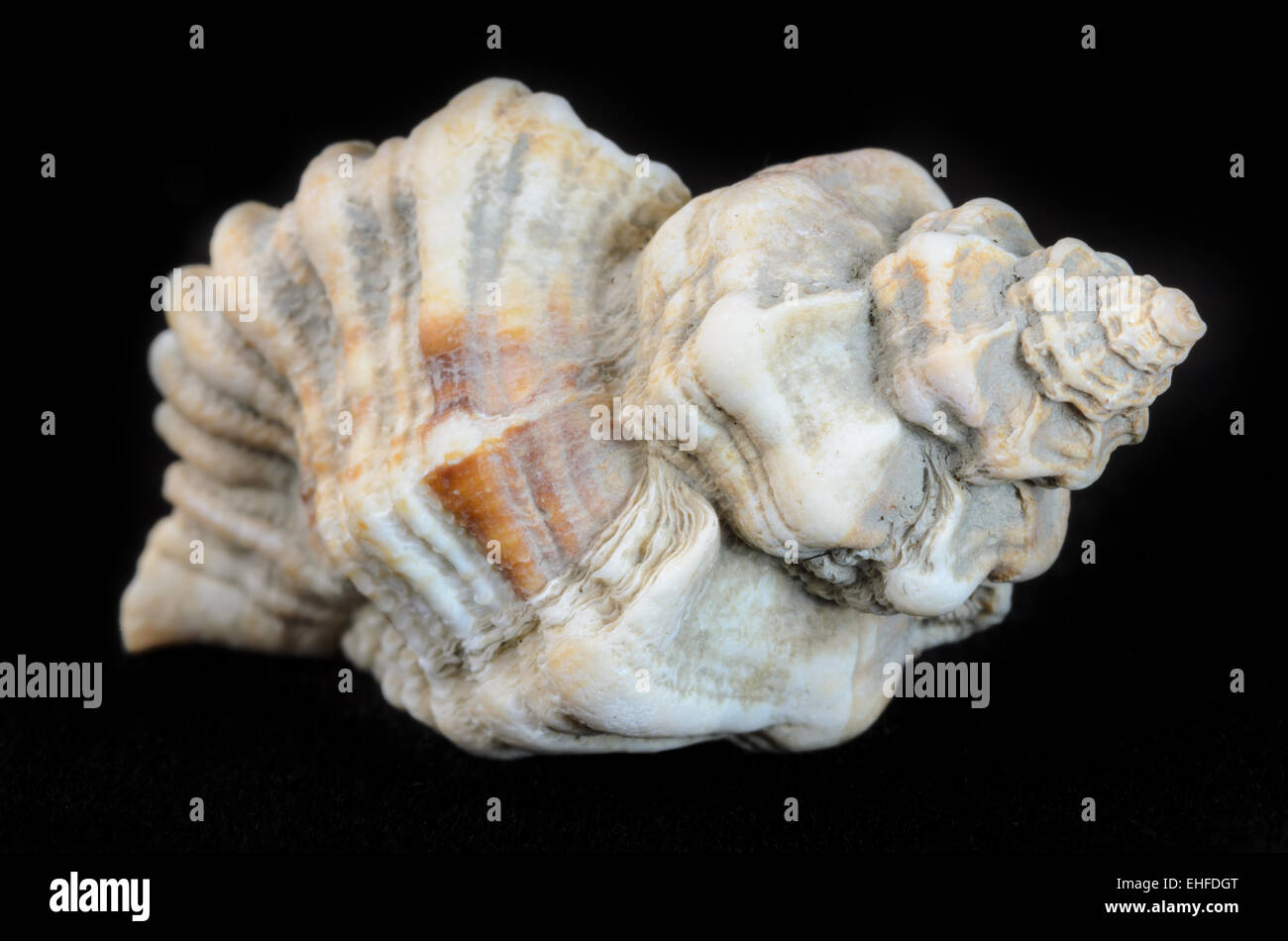 Sea shell isolated on black, mollusk with spiral patterns, macro ...