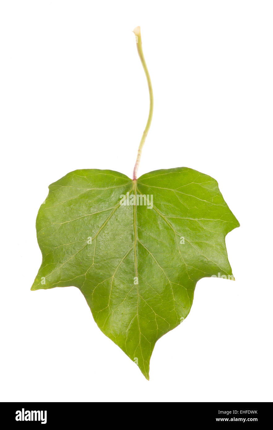 Ivy Stock Photos & Ivy Stock Images - Alamy