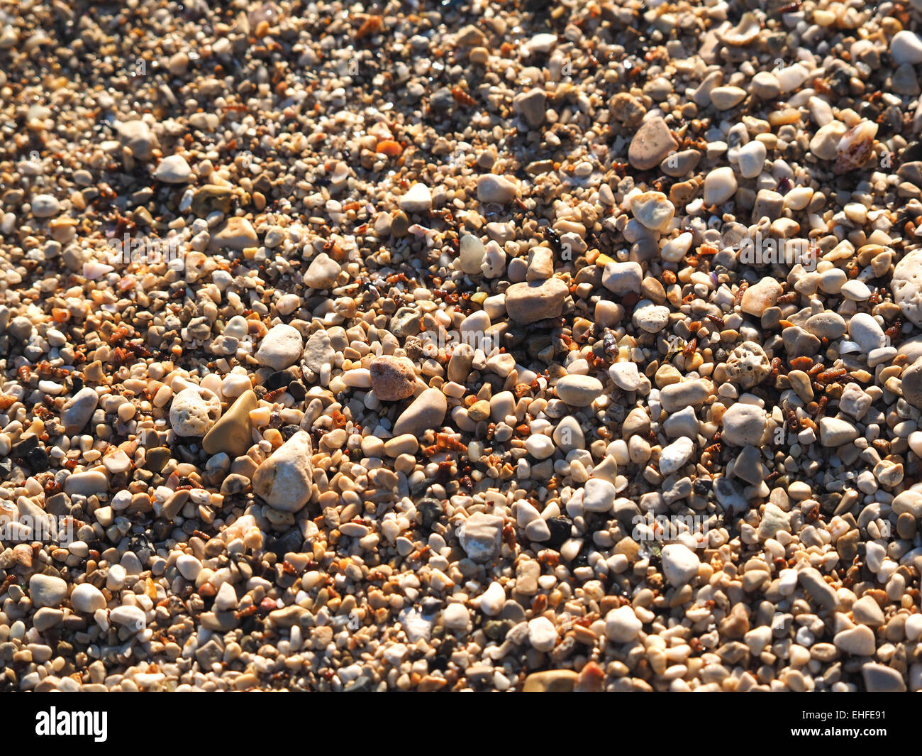 Sea sand texture made of shell and stone pieces. Seamless texture Stock ...