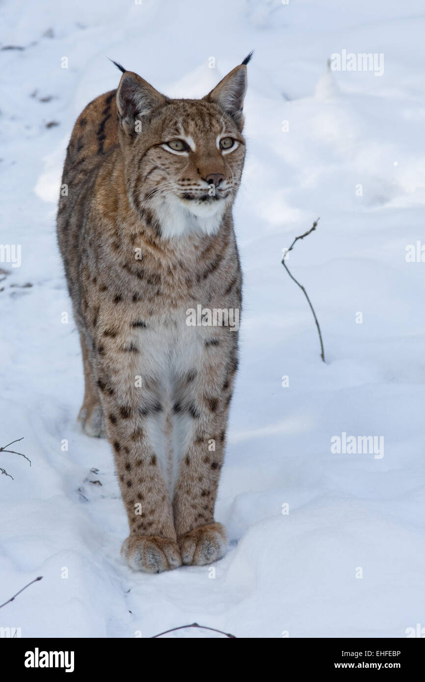 Eurasischer lynx hi-res stock photography and images - Alamy