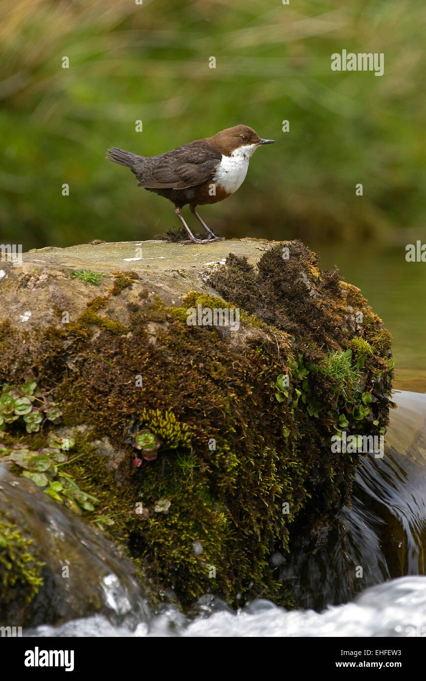 Dipper standing at a river side Stock Photo - Alamy