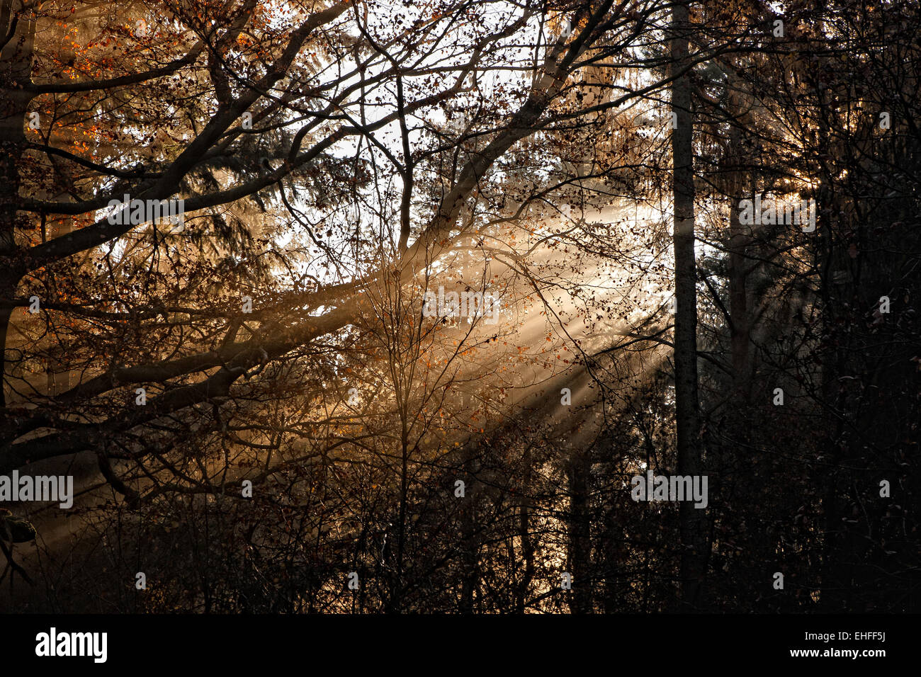 light of autumn Stock Photo - Alamy
