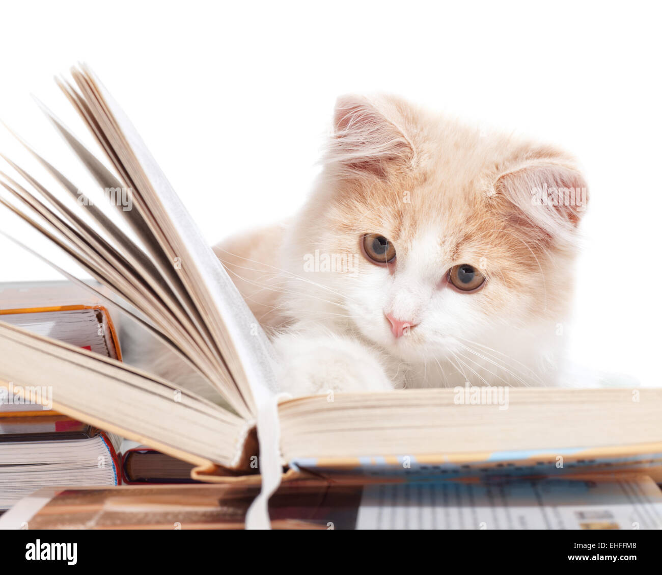 Little cat read a book Stock Photo - Alamy Little cat read a book Stock Photo - Alamy