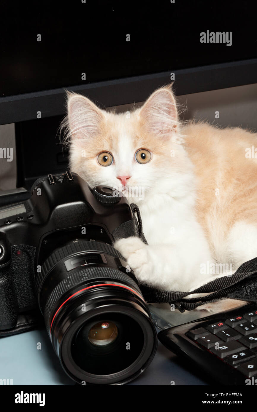 Little cat with a camera Stock Photo - Alamy