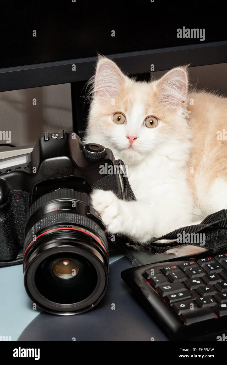 Little cat with a camera Stock Photo - Alamy
