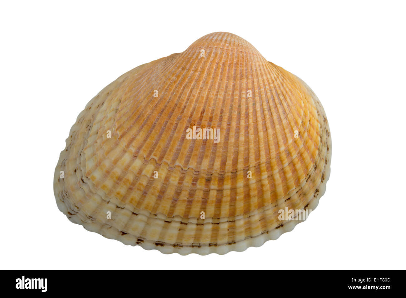 Scallops shell isolated on the white background with clipping path ...