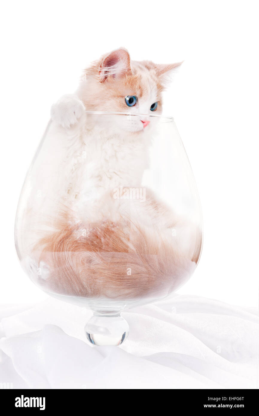 Kitten inside large cognac glass Stock Photo - Alamy