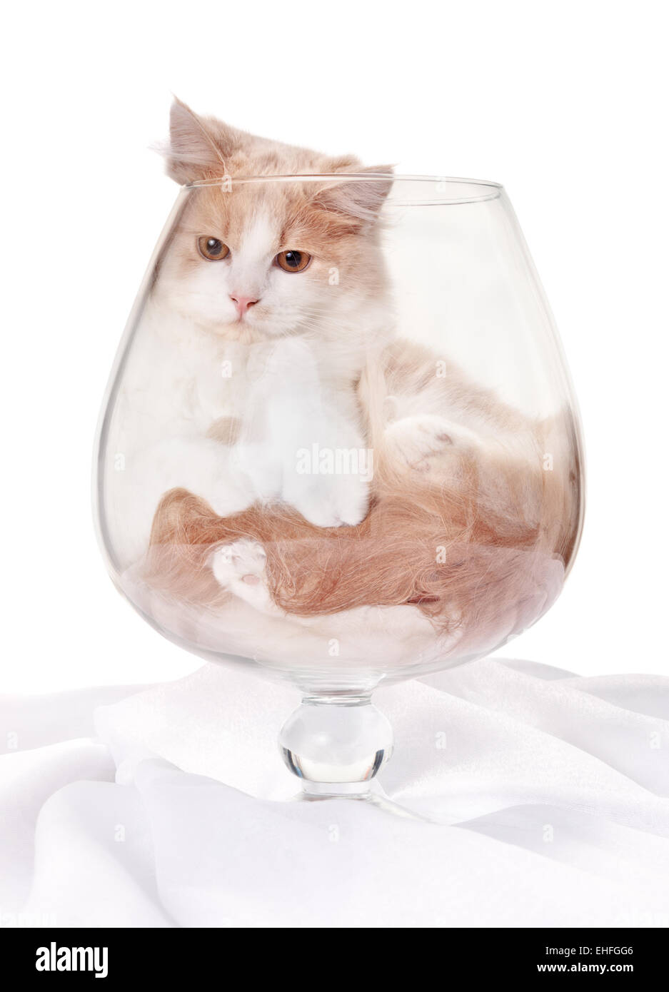 Kitten inside large cognac glass Stock Photo - Alamy