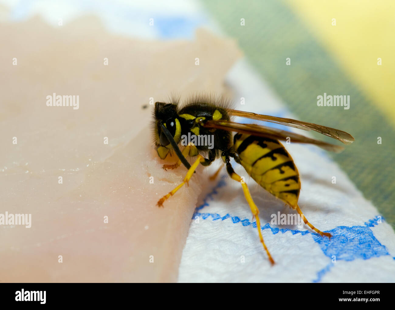 Fly hunting wasp hi-res stock photography and images - Alamy