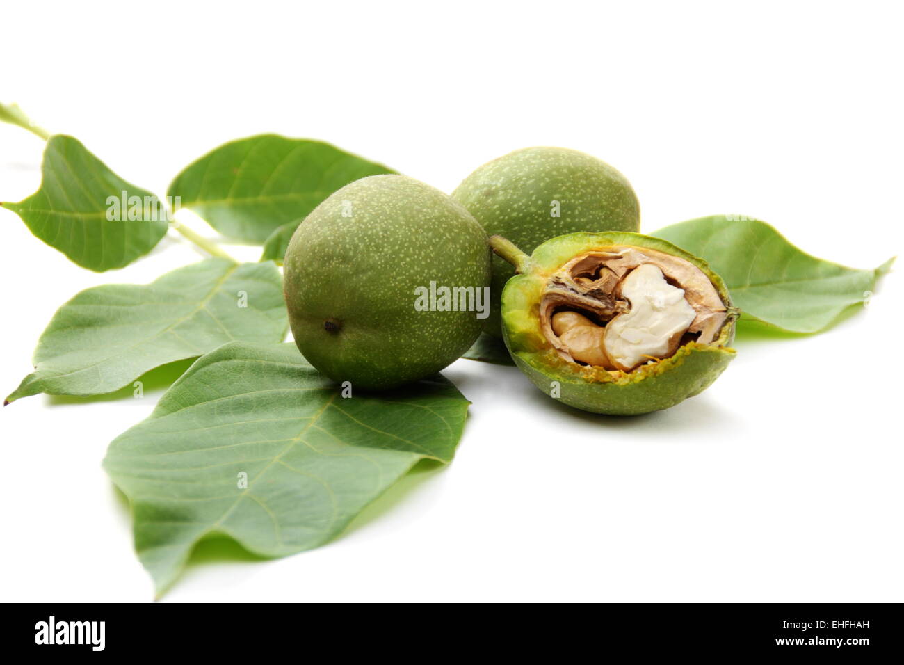 Green fruit of a walnut Stock Photo - Alamy