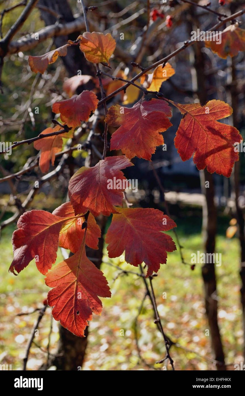 Hawthorn leaves in the sun autumn Stock Photo - Alamy