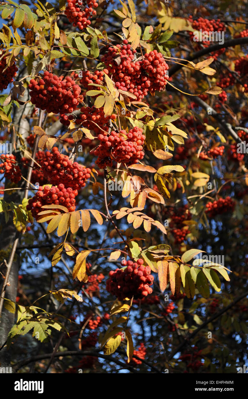 Fruits of mountain ash tree Stock Photo - Alamy