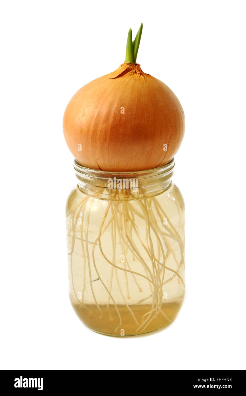 Sprouted onion hi-res stock photography and images - Alamy