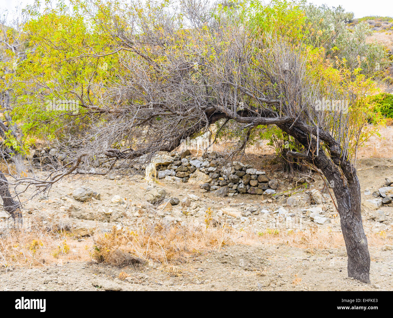 Windswept tree curves Stock Photo - Alamy