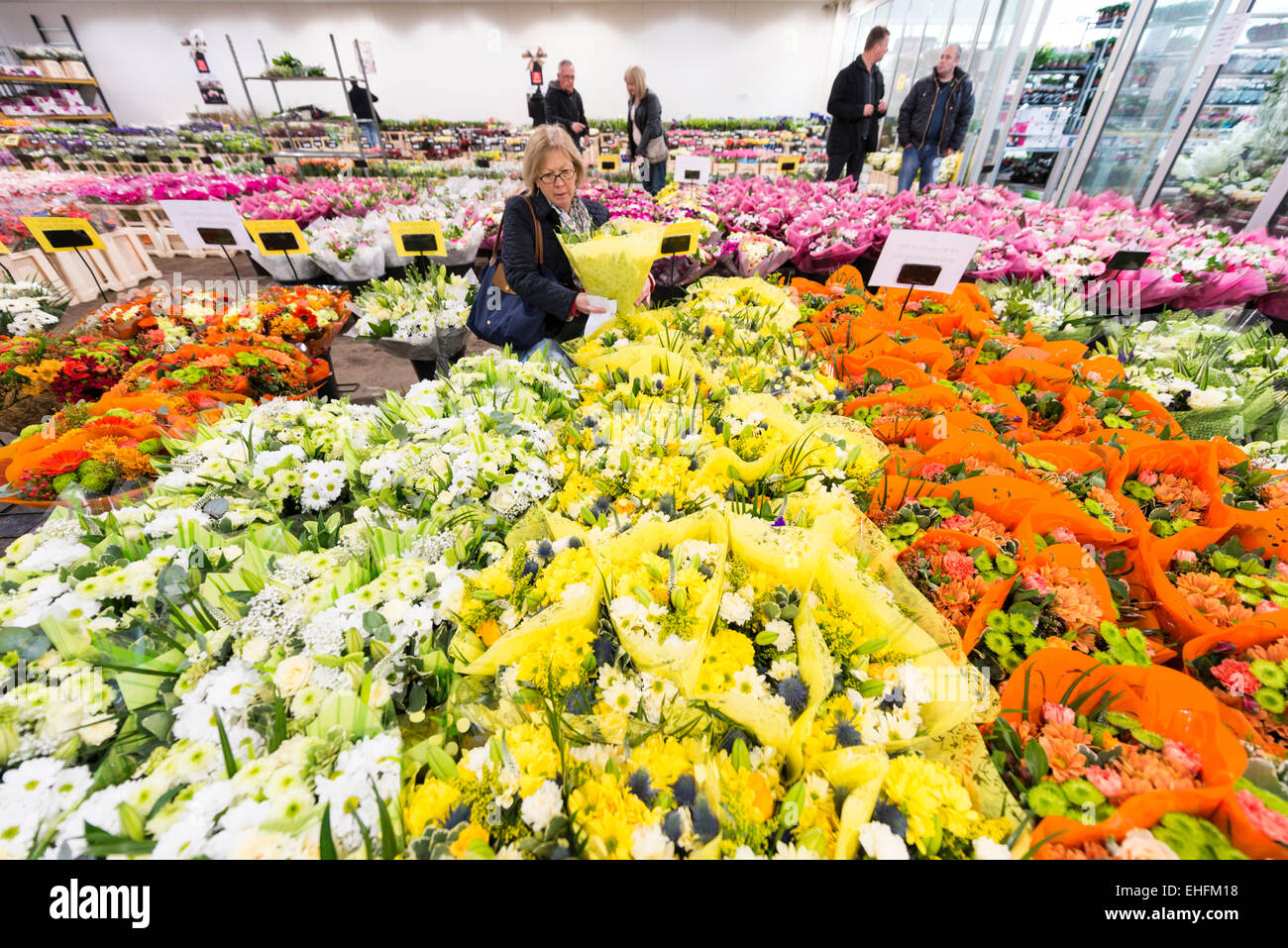 Bedfordshire, UK. 13th March, 2015. A mass of colourful flowers are on ...