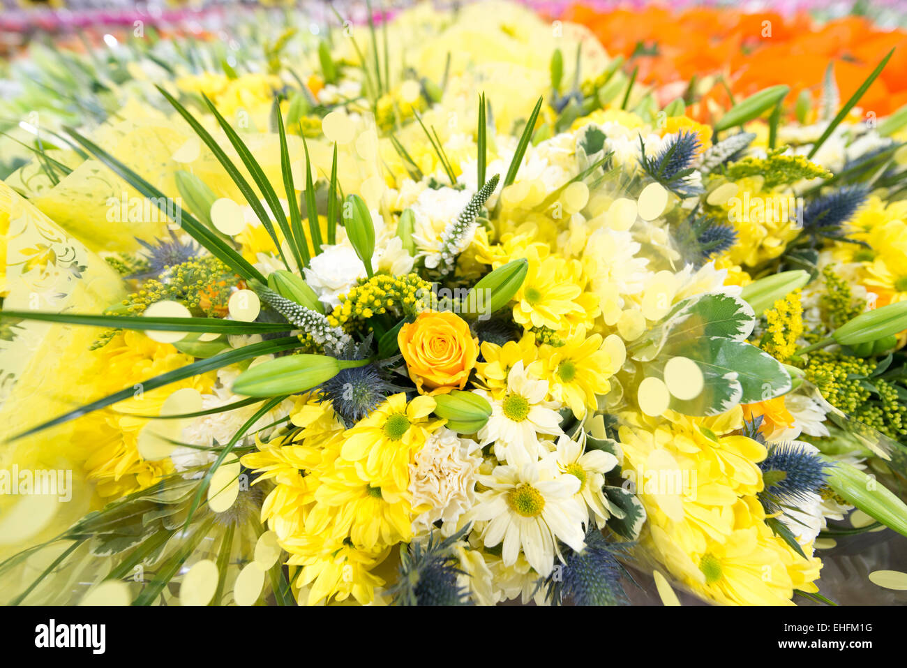 Bedfordshire, UK. 13th March, 2015. A mass of colourful flowers are on ...