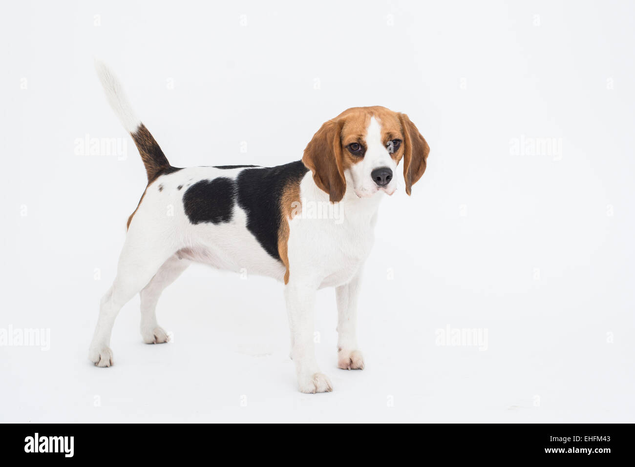 Beagle dog standing isolated on white Stock Photo - Alamy