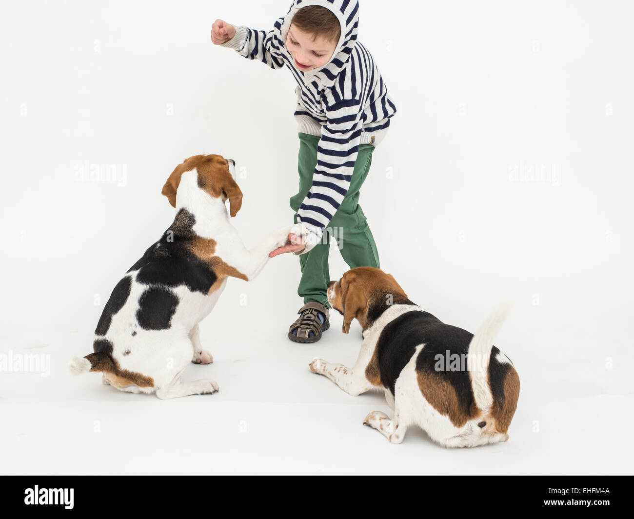 Boy training obedience to beagle dogs Stock Photo - Alamy