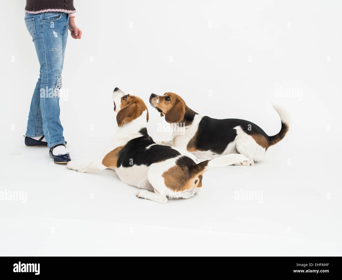 Two beagle dogs lying at girl's feet Stock Photo - Alamy